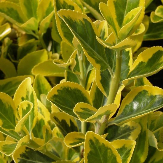Fusain du japon microphyllus aureovariegatus c 3 litres - Cdiscount Jardin