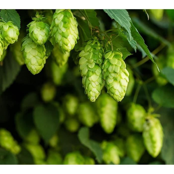 100 Graines de Houblon Grimpant - Humulus lupulus - bière -semences ...