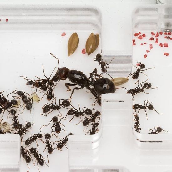 AntHouse - Fourmilière Acrylique BIG 20x20x1,3 - Kit Educatif | Fourmis ...