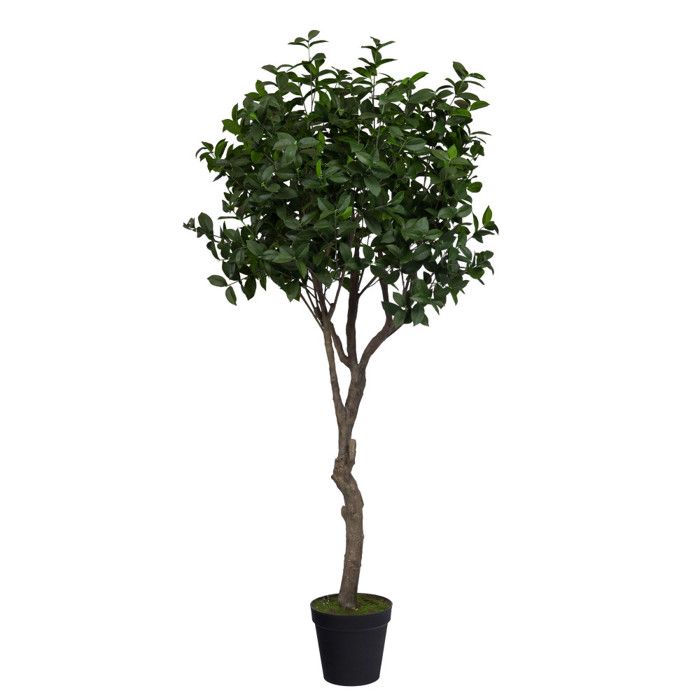Laurier d'Apollon hauteur 210 cm - Lou De Castellane - Cdiscount Jardin