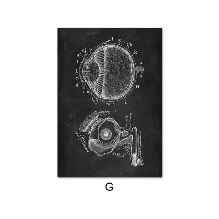 Affiche murale d'anatomie humaine, tableau médical, squelette, système ...