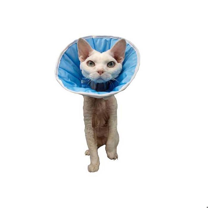 Collerette Collier Cone Post-opératoire, Post-Chirurgie pour Chien ...
