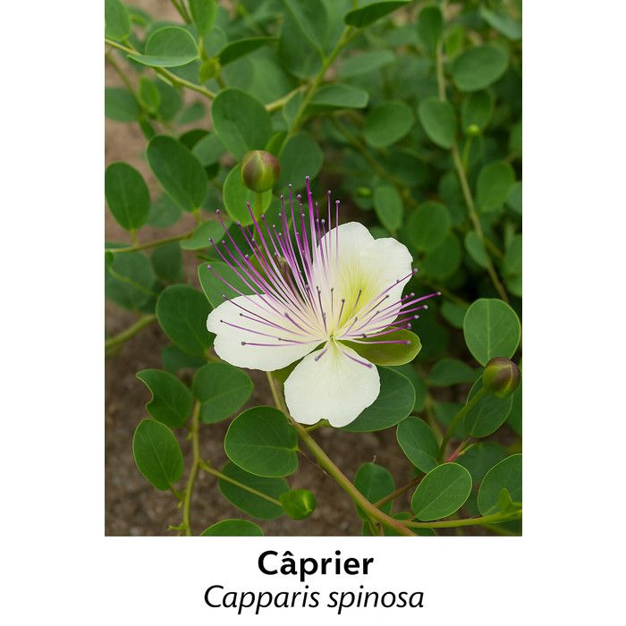 25 graines - Le Grenier d'Abondance - CAPRIER COMMUN - Capparis Spinosa ...