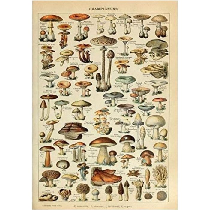 Botanique Affiche Educative Champignons Champignons Identification ...