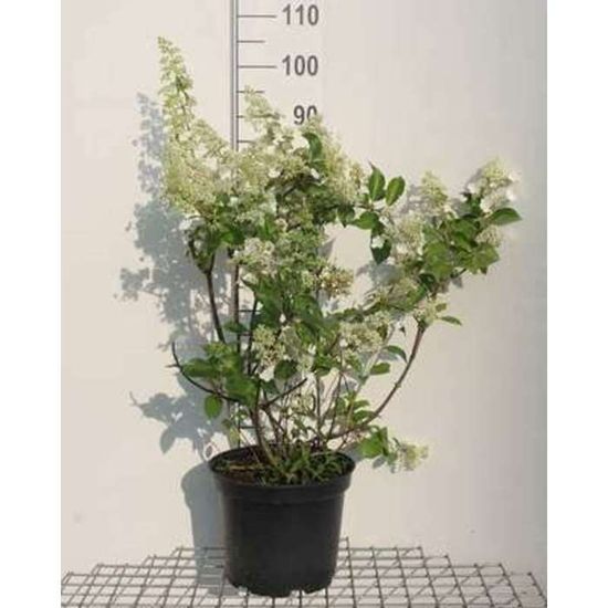 Hydrangea pan. 'Kyushu' - Hydrangea Paniculata 60- 80 cm en pot ...