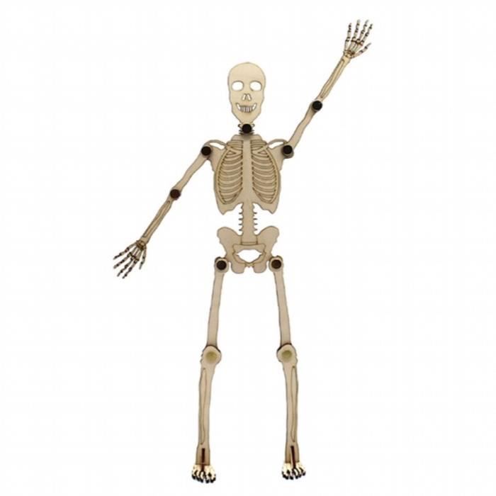 Bricolage squelette humain modèle anatomie vapeur Puzzle développement ...