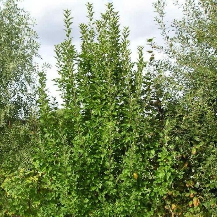 Pommier sauvage (Malus Sylvestris) Jeune plant en godet 20/40 cm ...