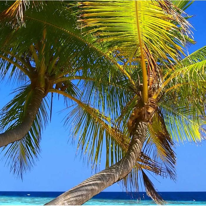 Affiche paysage cocotier paradise - 60x40cm - made in France ...