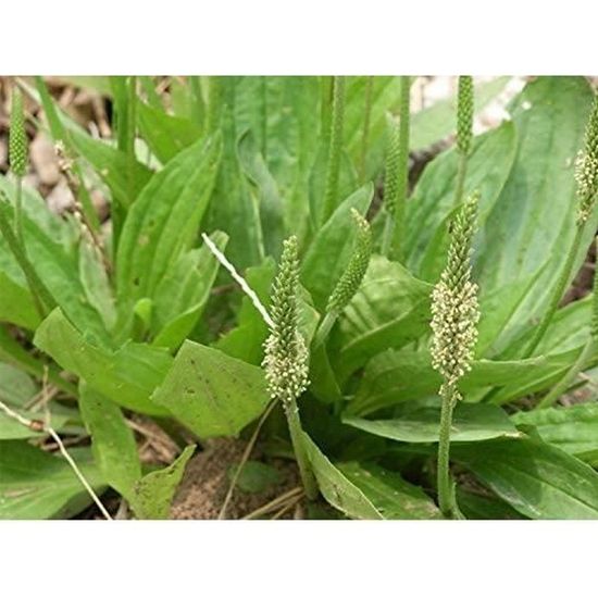 Plantaginis Semen Seeds 50+ Amazing Organic Chinese Herb Che Qian Zi ...