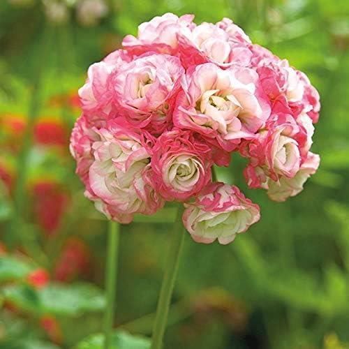 Graines de fleurs de géranium pour jardin - Mesprout - 20 pièces - Rose ...