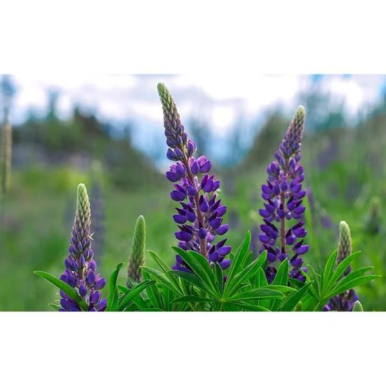 250 Graines De Lupin Nain De Russel - Fleurs - Semences Paysannes ...