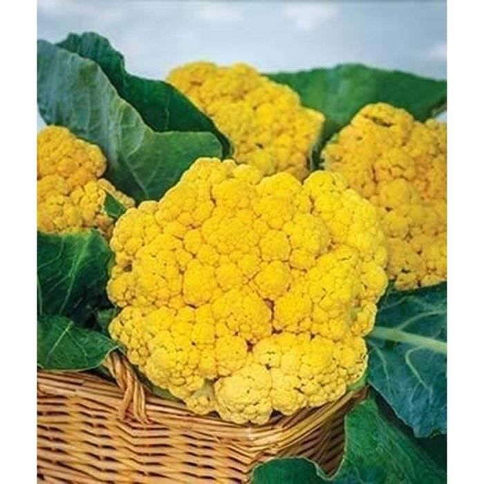 50 Pièces De Graines De Chou-fleur Jardin-Légumes En Pot Variétés Rares ...