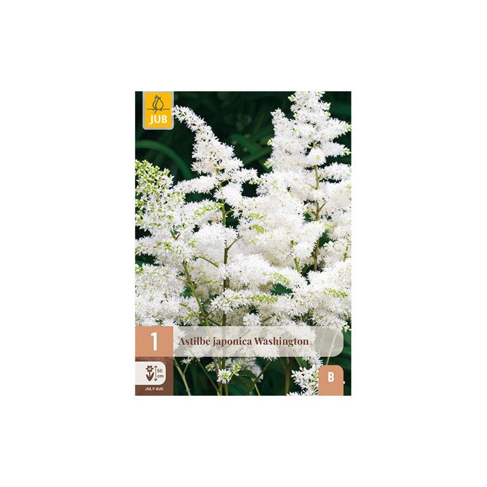 Fleurs - Astilbe japonica - Washington - Floraison hâtive - Blanc pur ...