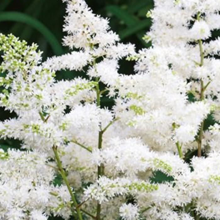 1 Astilbe japonica Washington Blanc - Cdiscount Jardin