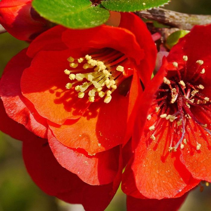 Cognassier du Japon Crimson and Gold - Cdiscount Jardin