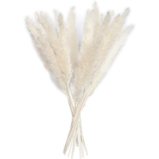 Roseau Séchée Naturelle, 15 Pièces Pampa Naturelle Roseaux Séchés ...