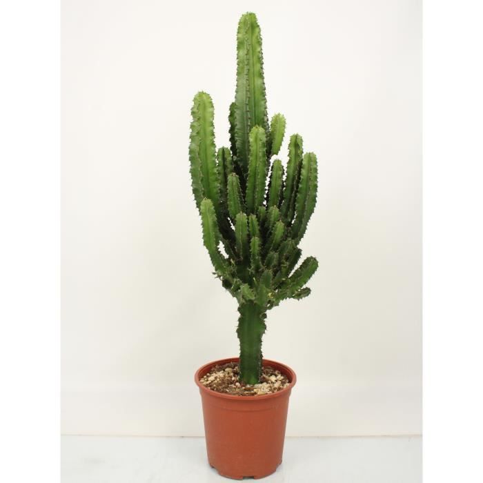 Cactus et plante grasse – Cactus Euphorbia – Hauteur: 95 cm X654 ...