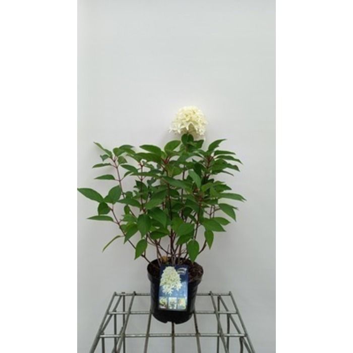 Hydrangea pan. 'Skyfall'Â® - HydrangÃ©e PaniculÃ© 40- 50 cm en pot ...