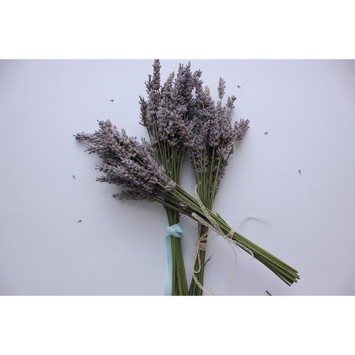 50 graines Aromatiques LAVANDE VRAIE True Lavander 821 - Cdiscount Jardin