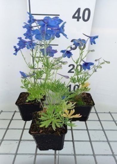 Plante Vivace - Delphinium grandiflorum 'Blauer Zwerg' - Plante Poussee Pied en pot de 9 x 9 cm ...