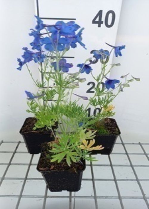 Plante Vivace - Delphinium grandiflorum 'Blauer Zwerg' - Plante Poussee Pied en pot de 9 x 9 cm ...
