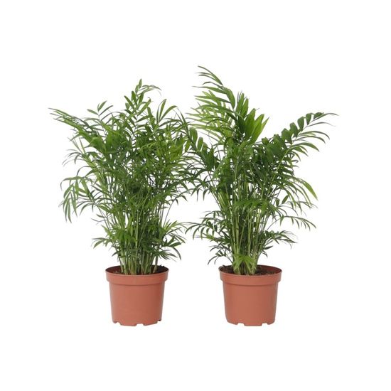 Palmier de salon - Set de 2 - Chamaedorea elegans - Hauteur 50-60cm ...