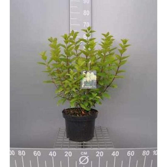 Hydrangea pan. 'Limelight'Â® - Hydrangea Paniculata 60- 80 cm en pot ...