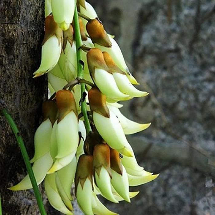 Mucuna Birdwoodiana Graines, 100 Pcs Mucuna Birdwoodiana Plante ...