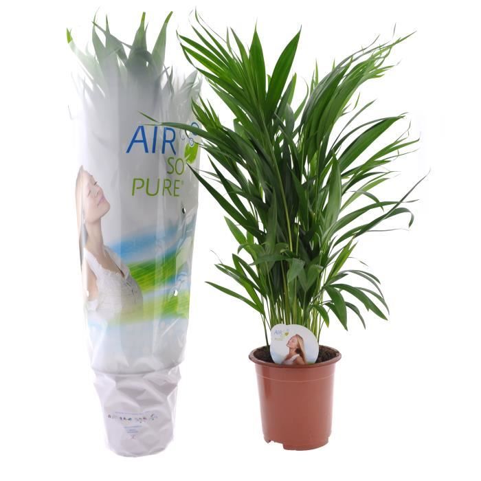 Plante d'intérieur – Palmiste multipliant – Hauteur: 65 cm X196 ...