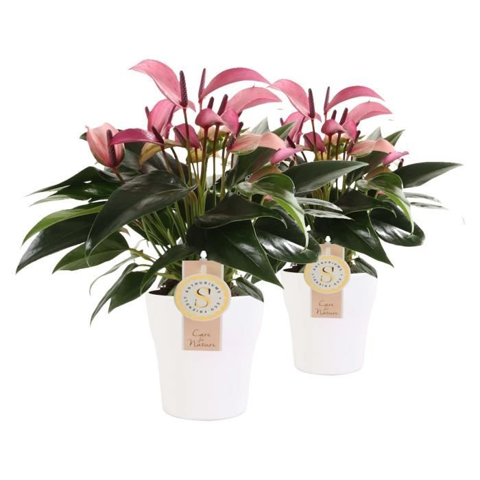 Plantes d'intérieur – 2 × Anthurium amalia elegance – Hauteur: 40 cm ...