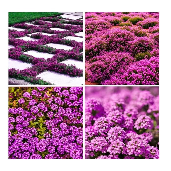 1000pcs sachet thym serpolet rouge, graines de thym de graies de fleurs ...