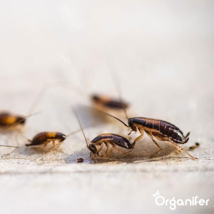 Engrais - Organifer - Diatomée Terre - 100% Pure Poudre - Ultra Fine ...
