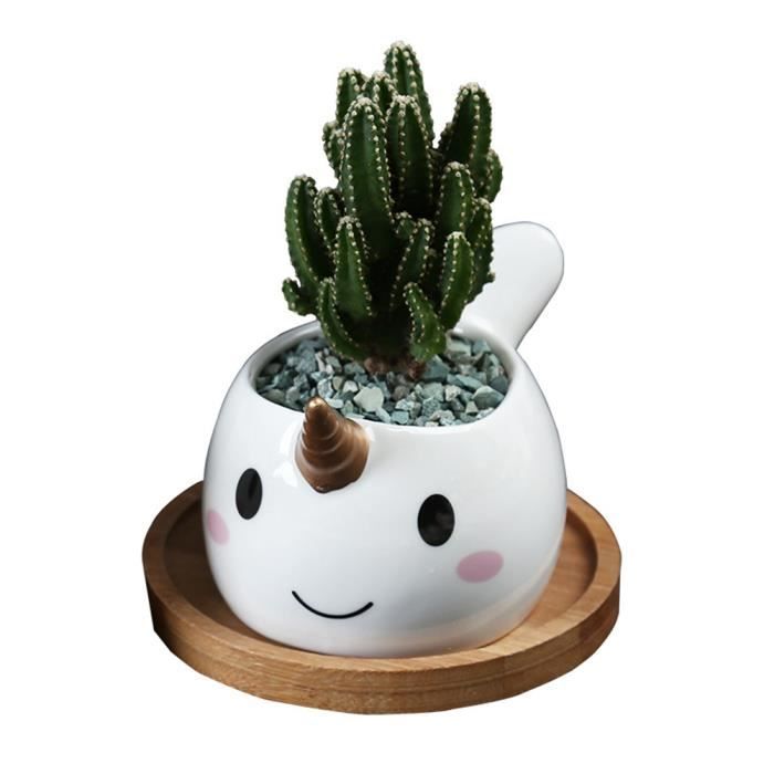 1 PC Dolphin Flowerpot Cartoon Animal Succulent Ceramic Succulents ...
