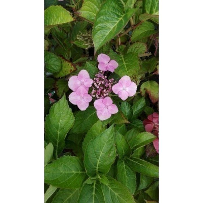 Hydrangea 'Teller Red' (rood/rouge) - Hortensia 40- 60 cm en pot ...