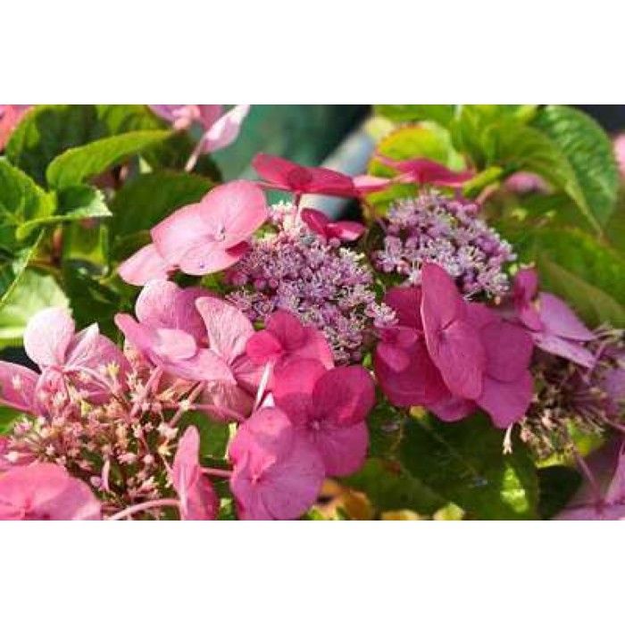 Hydrangea 'Teller Red' (rood/rouge) - Hortensia 40- 60 cm en pot ...