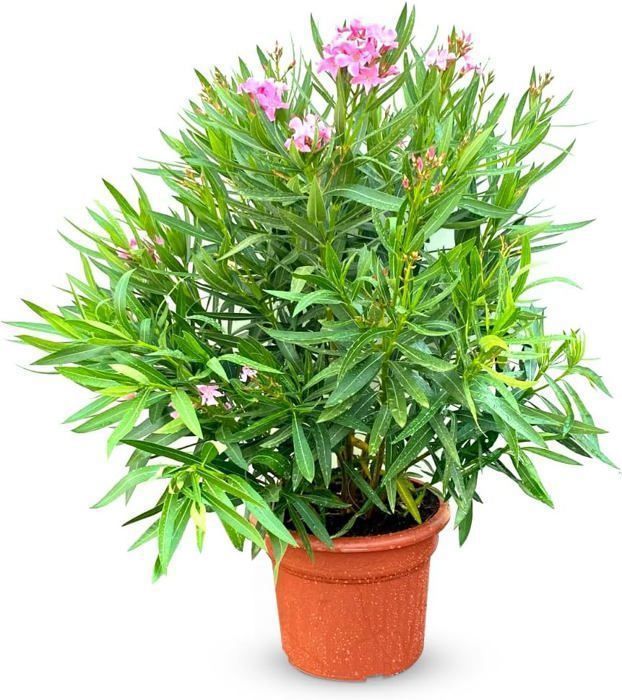 Sunny Tree Arbre à Laurier-Rose Rose - Nerium Oleander 80-100 cm ...