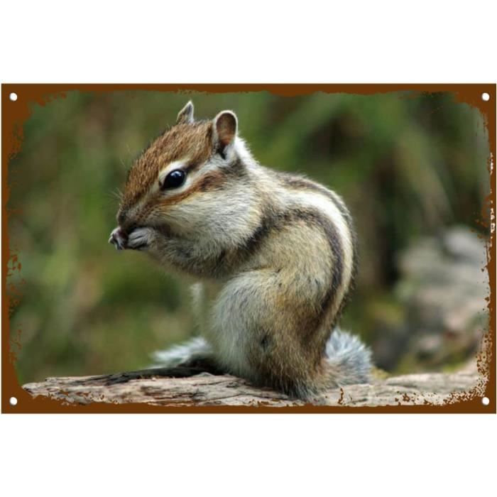 Poster Métallique Affiche,Animal Tamia,Peinture Art Décoratif Vintage ...