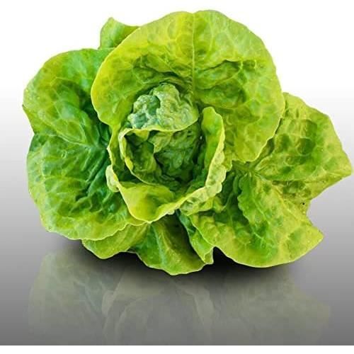 LI-500 Graines de LAITUE POMMEE de Printemps et d'été - Reine de mai de ...