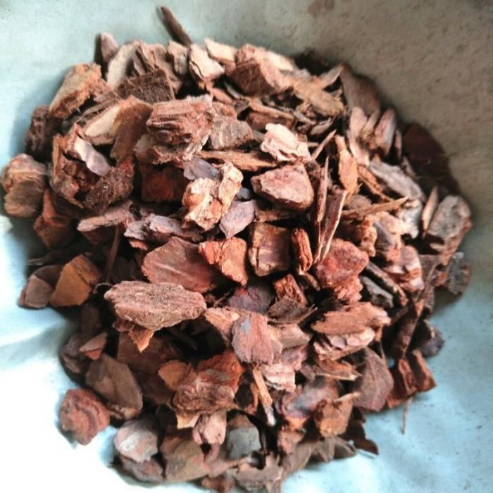 Plante d'orchidées à Dendrobe 100% naturelle, plante de pin zymotique ...