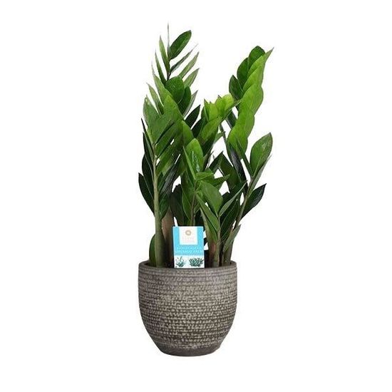 Plante d'intérieur – Plante ZZ – Hauteur: 65 cm XCD7 - Cdiscount Jardin