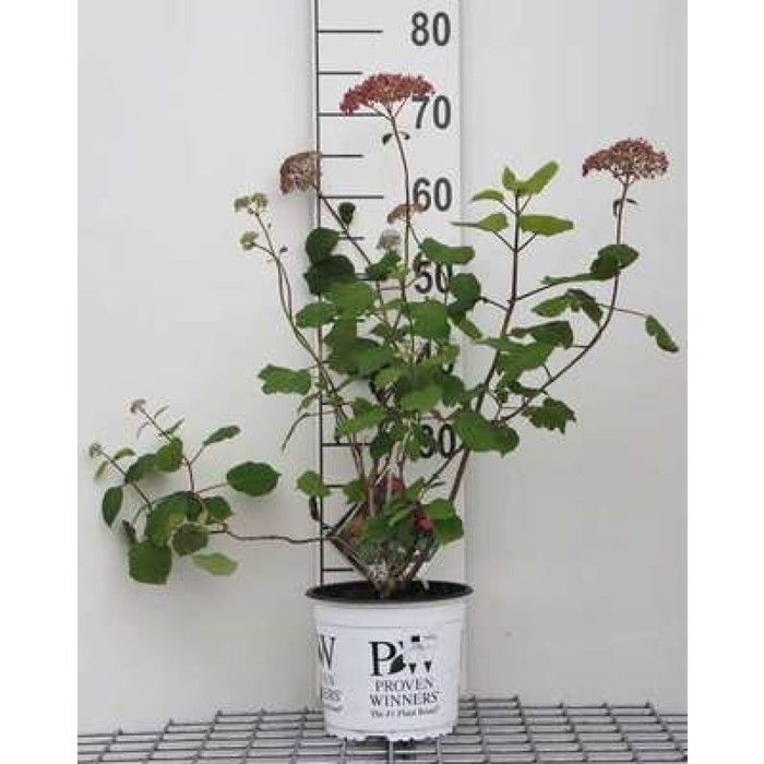 Hydrangea arb. 'Pink Annabelle'® ( invincibelle2) - Hydrangée ...