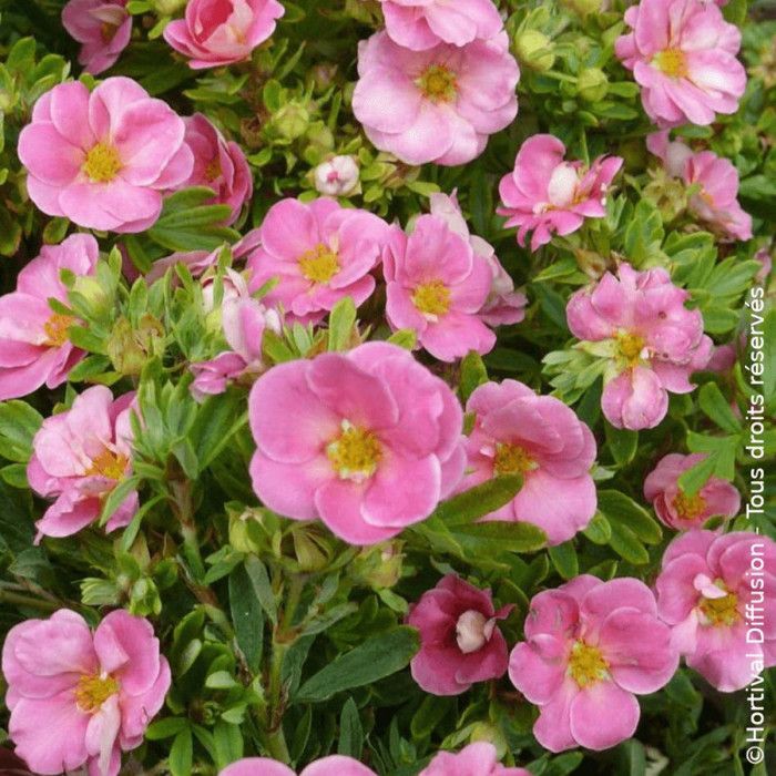 Potentille arbustive Pink Paradise®, Potentilla - Cdiscount Jardin
