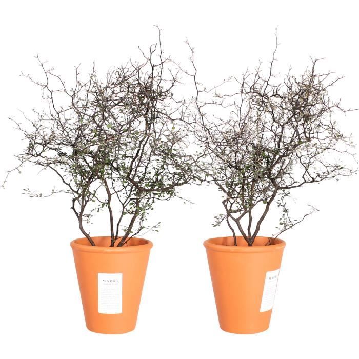 Maori Corokia | 2 plantes | plante d'intérieur| hauteur 40 cm | Pot 14 ...