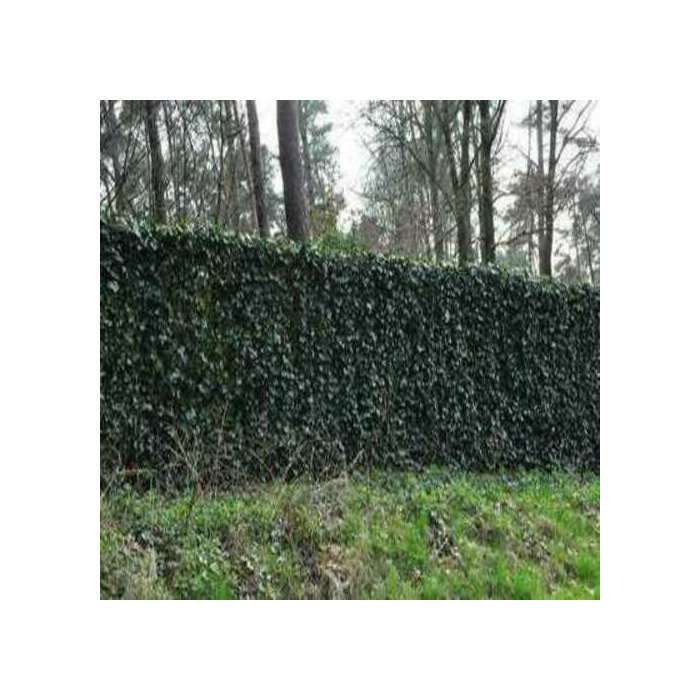 Hedera helix - Lierre Commun, Lierre Anglais 80-100 cm | pot ...
