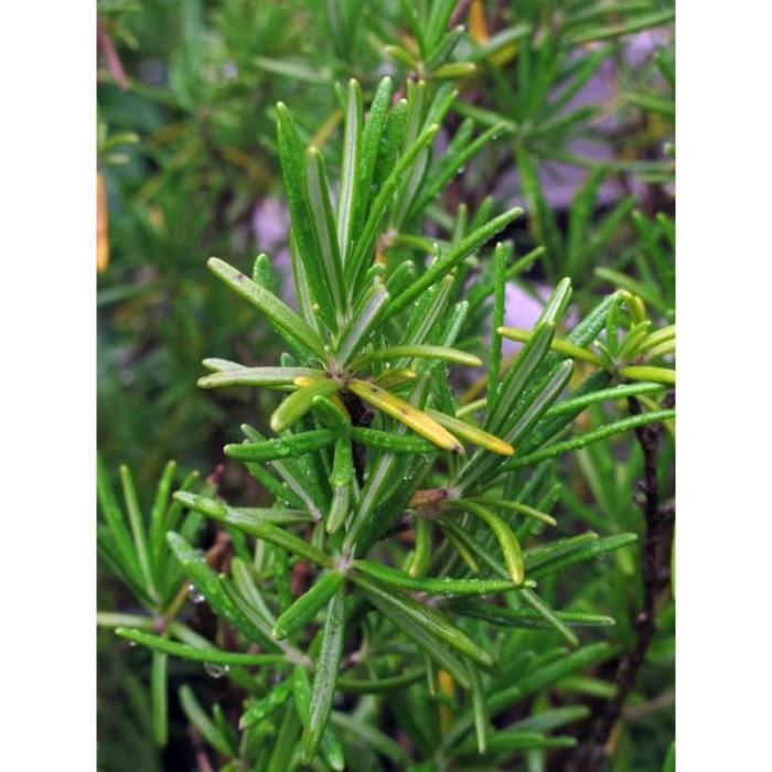 Romarin (Rosmarinus Officinalis) Bio Env. 50 Semences - Cdiscount Jardin