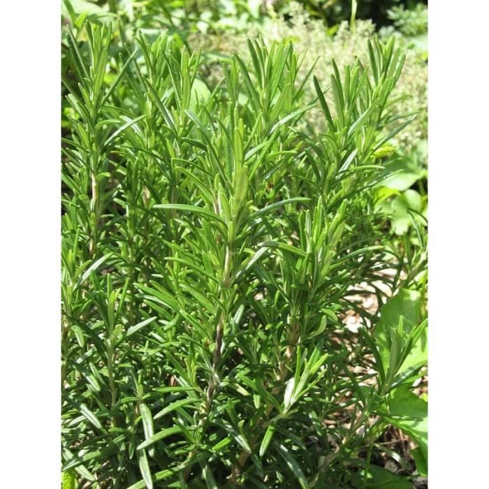 Romarin (Rosmarinus Officinalis) Bio Env. 50 Semences - Cdiscount Jardin