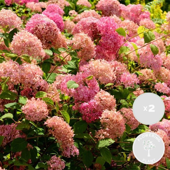 2x Hortensia arborescens 'Pink Annabelle' - Hortensia - Arbuste ...