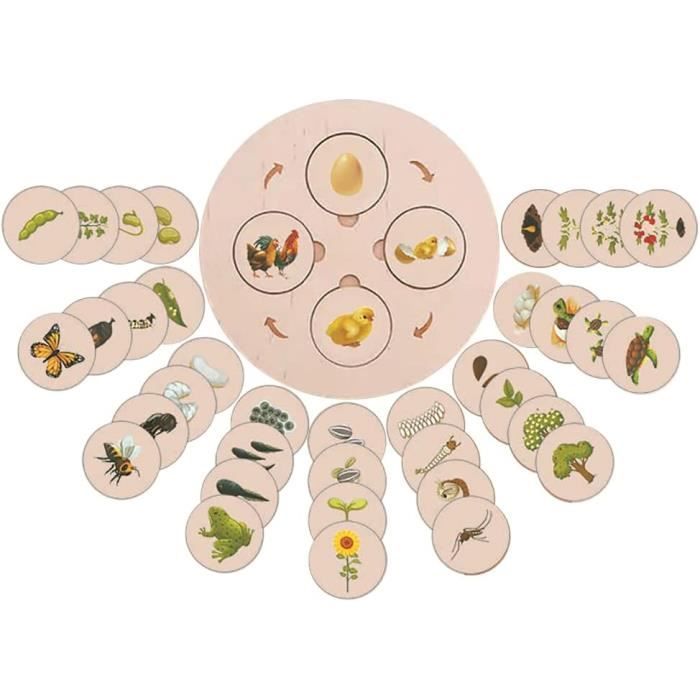 Bébé Montessori Cycle De Vie Plateau, Life Cycle Tray Puzzle En Bois ...