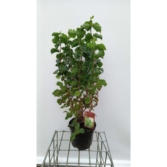 Corylus av. 'Twister' - Noissetier D'Hiver 40- 60 cm en pot - Cdiscount ...