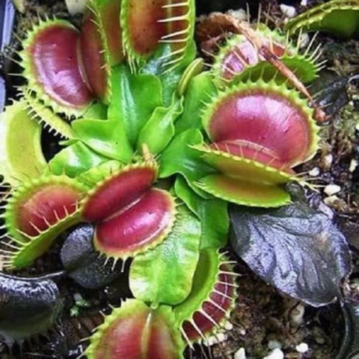 DW 100Pcs Graines Flytrap Potted insectivores plantes Venus Flytrap ...